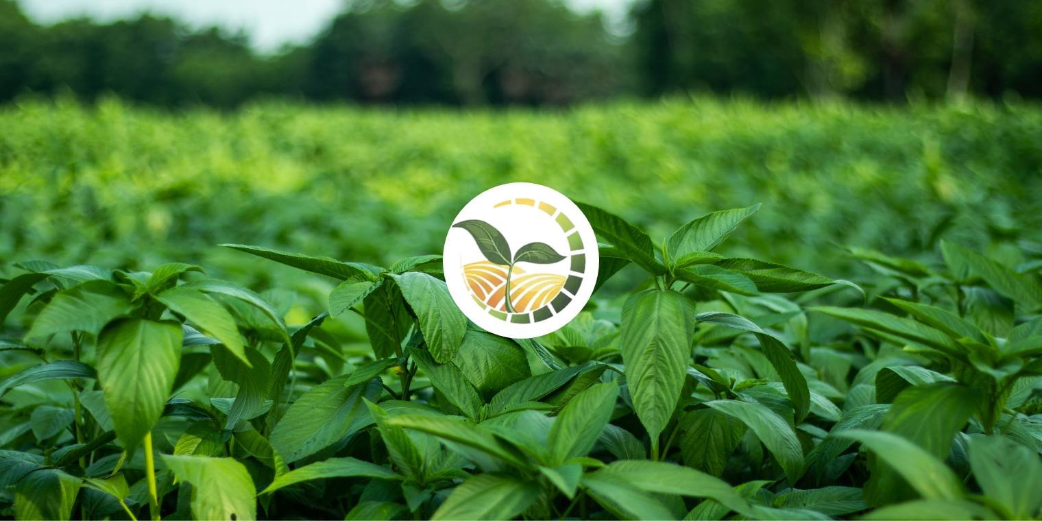 Fresh Egyptian Vegetables: A Global Favorite - ALMAGD GROUP