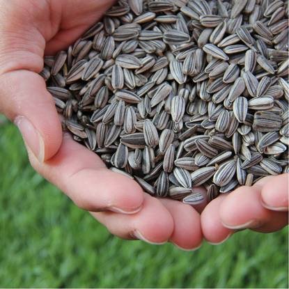 Export Seeds - ALMAGD GROUP
